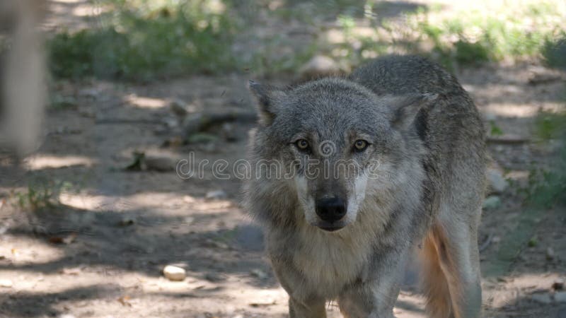 Gray Wolf Sniffing the Ground Covered in Fallen Golden Leaves Stock ...