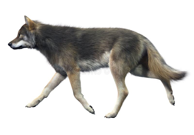 Gray Wolf Walking stock image. Image of puma, cats, detailed - 82494409