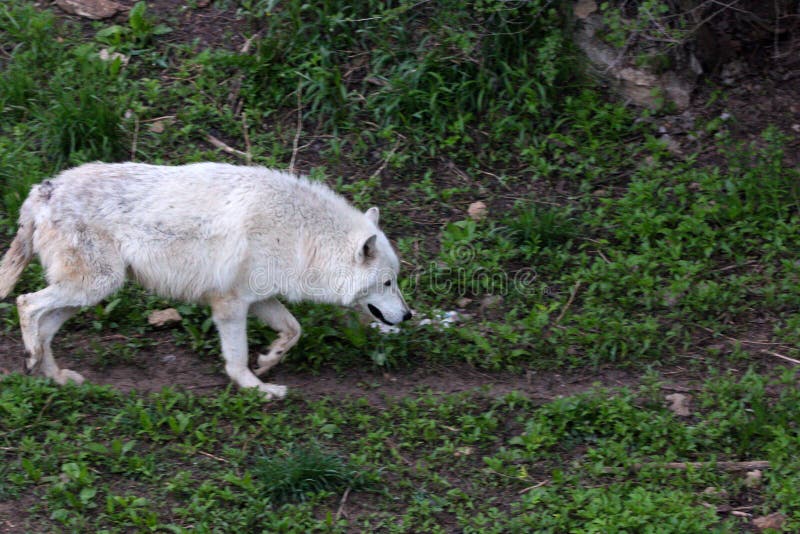 Gray Wolf Walking on a Mountain Trail Stock Image - Image of eyes ...