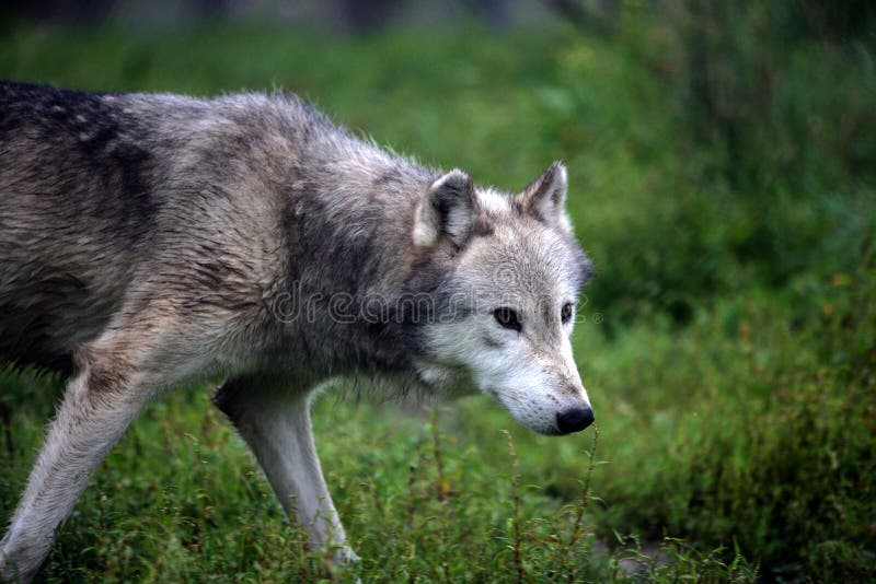 Gray Wolf Walking in an Open Field Stock Photo - Image of wolf, wise ...