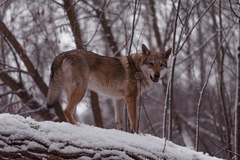 Gray Wolf Walks on White Snow Stock Image - Image of gray, nature ...
