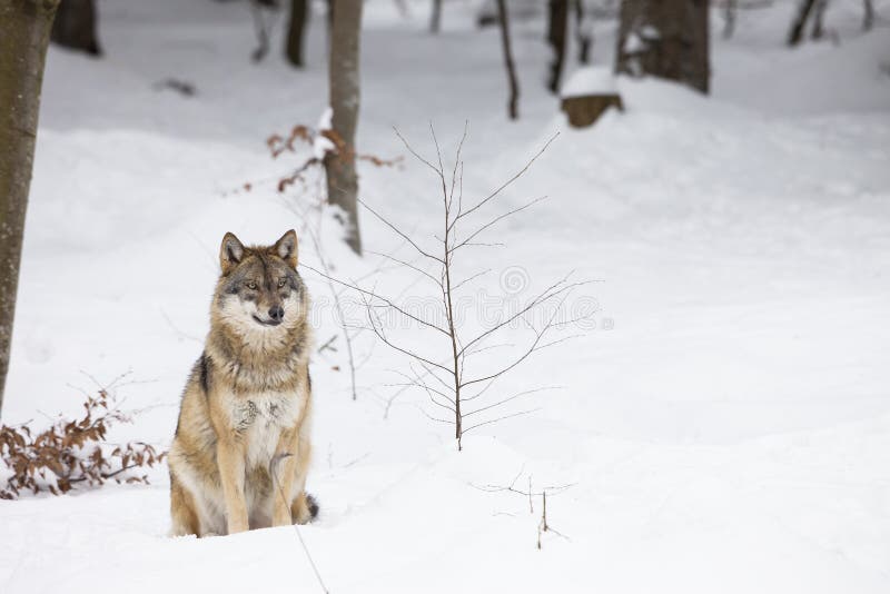 Gray wolf in winter stock photo. Image of seasons, wolf - 94201182