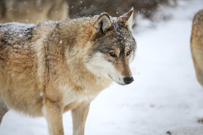 Gray Wolf in Winter Snowing Stock Image - Image of winter, nature ...
