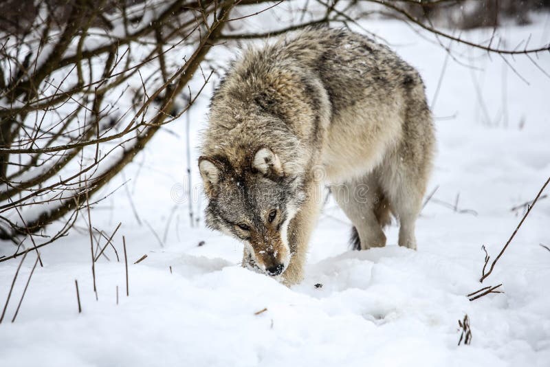 Gray Wolf in Winter Snowing Stock Photo - Image of wildlife, snow ...