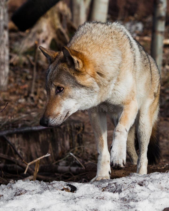 Gray Wolf in the Woods in Early Spring Stock Image - Image of face ...