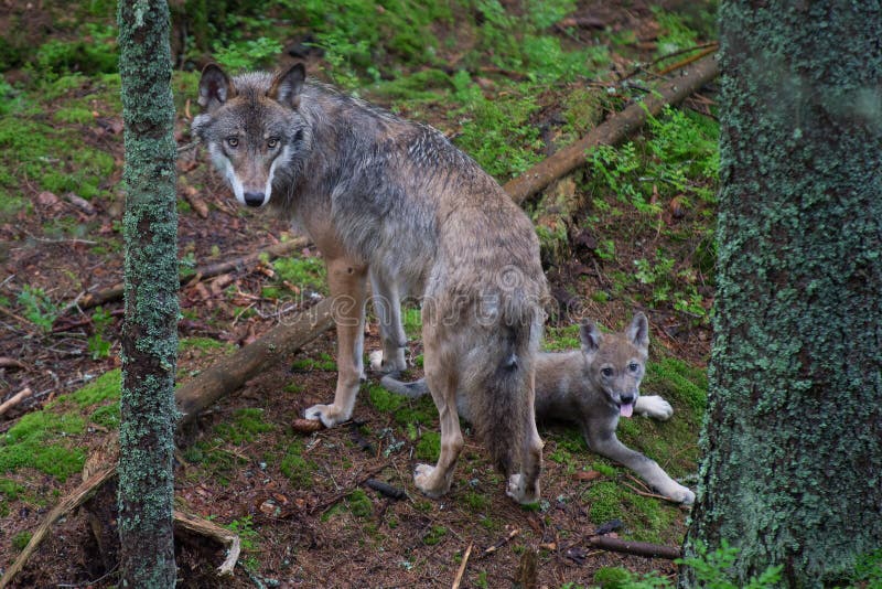 Gray wolf stock photo. Image of gray, wolf, natural, grey - 75087512