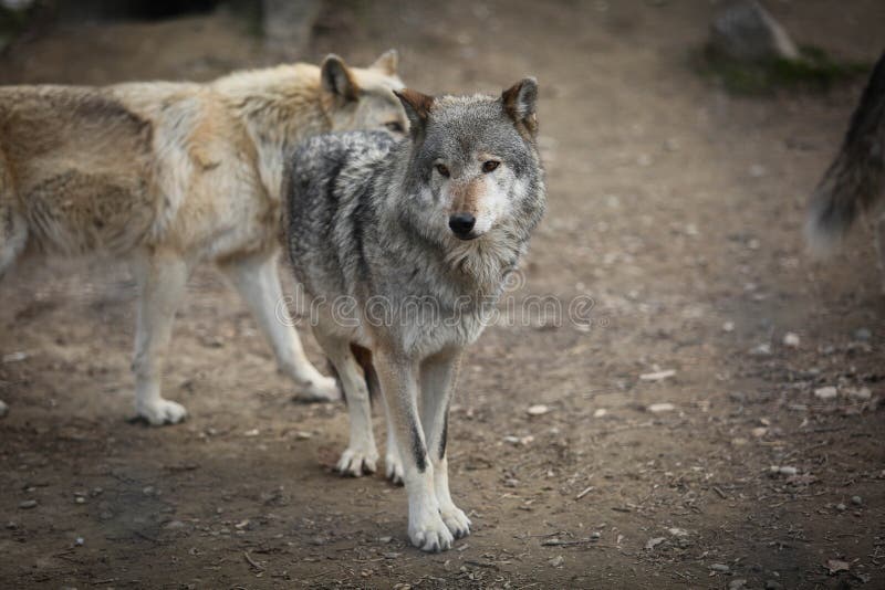 Gray wolf in the zoo stock photo. Image of dangerous - 141032870