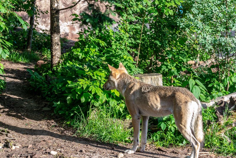Wolves are Walking in the Zoo Stock Photo - Image of canine, animal ...