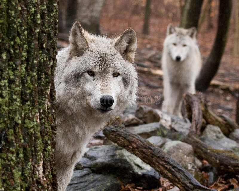 Two wolves side by side stock photo. Image of wolf, stand - 6889068