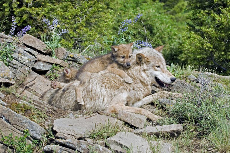 Gray wolves stock image. Image of outdoors, animals, wolves - 5614513