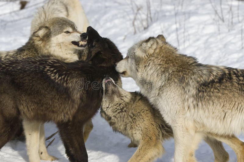 Wolves stock image. Image of winter, wolves, nature, wolf - 6520603