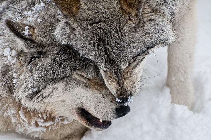 Gray Wolves Being Affectionate with Each Other. Stock Image - Image of ...