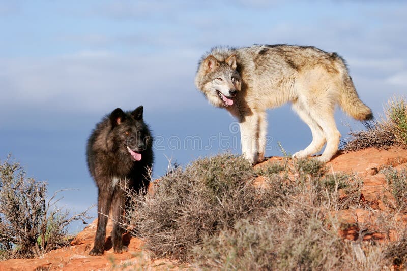 Gray wolves (Canis lupus) stock image. Image of wildlife - 66853905