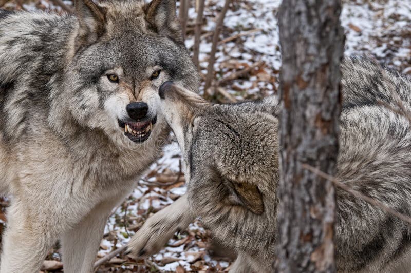 Gray Wolves Displaying Aggression Tussen Alpha- En Een Ondergeschikte ...