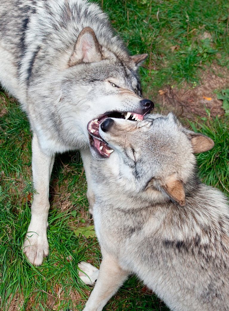 208 Fighting Wolves Graphics Stock Photos - Free & Royalty-Free Stock ...