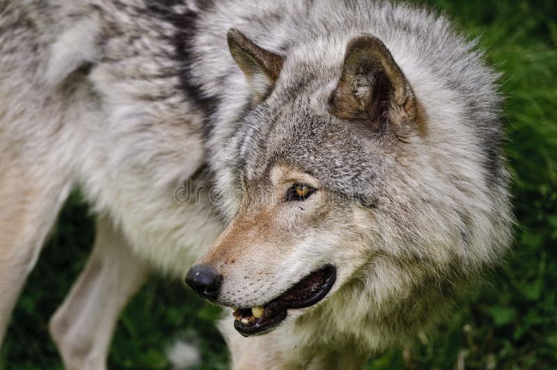 Gray Wolves Looking Off To the Left. Stock Photo - Image of concealed ...