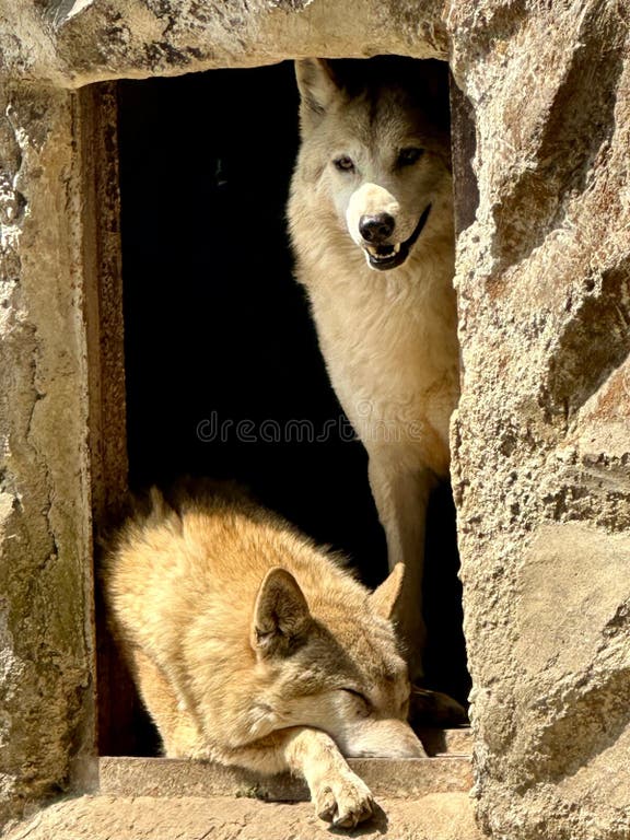 Wolf Den stock photo. Image of wolves, wild, mammals - 365965816