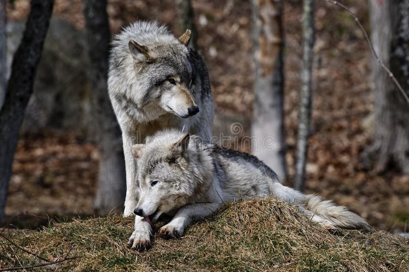 Small wolves stock image. Image of small, muzzle, puppy - 19925801