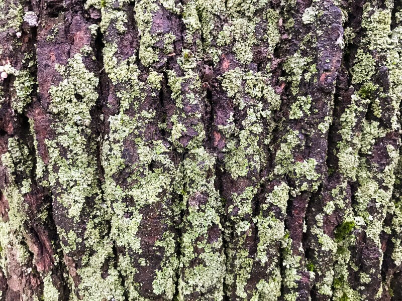 Gray Wood Bark of Gray Color with a Very Sharp Structure. Stock Photo ...