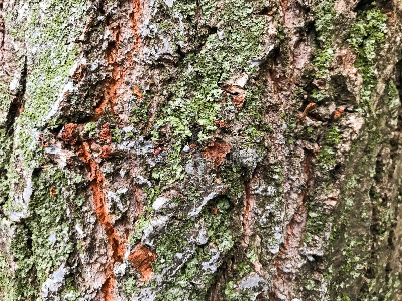 Gray Wood Bark of Gray Color with a Very Sharp Structure. Stock Image ...