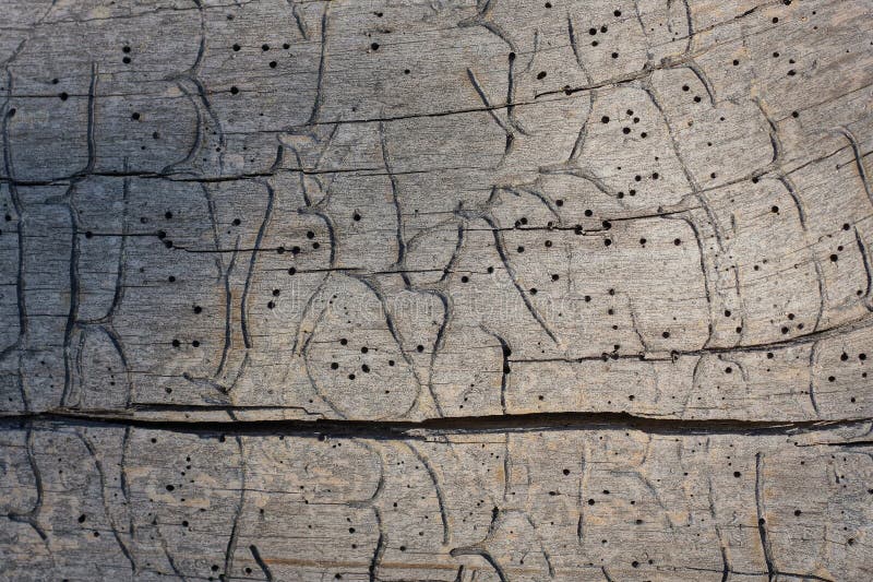 Gray Wood Texture from Cut on a Dry Wooden Log Stock Image - Image of ...