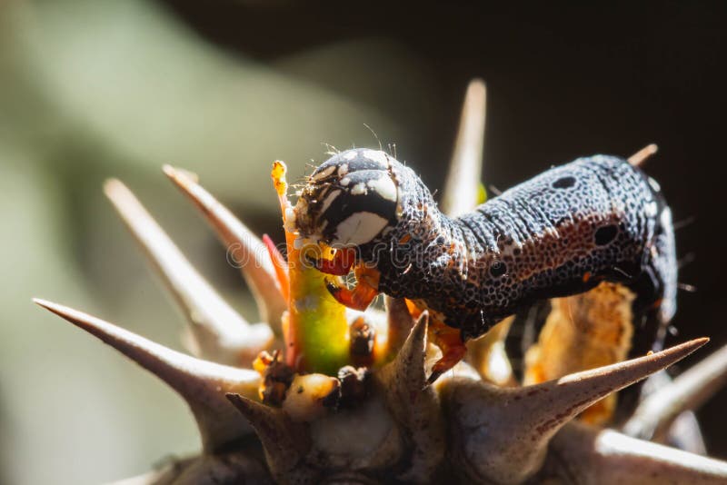 Gray worm eating stock photo. Image of detail, damage - 165357388
