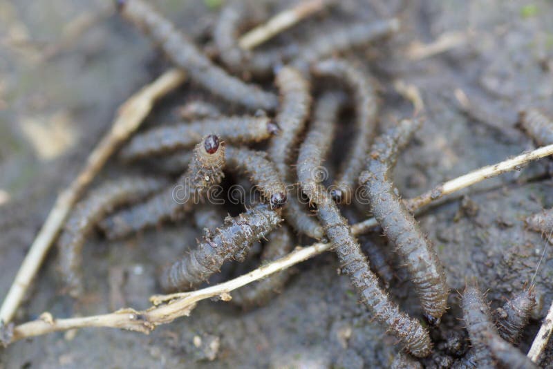 Worms crawling on the dirt stock image. Image of crawling - 64167755