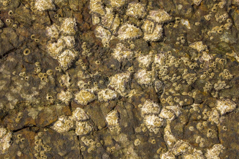 Gray Yellow Brown Surface of a Stone Rock with Deep Relief, Cracks and ...