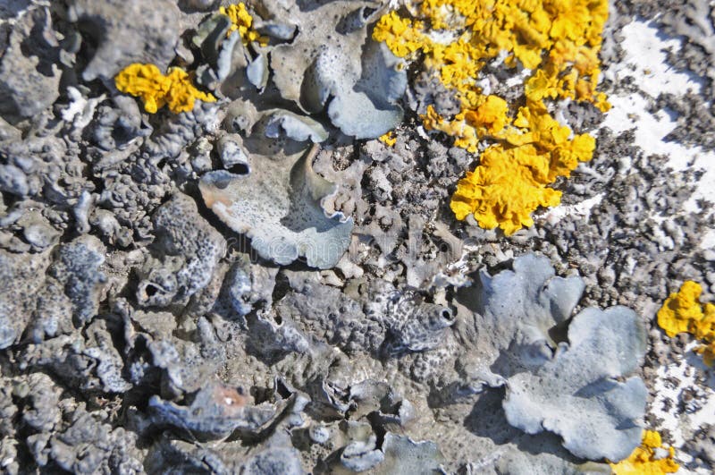 Gray and Yellow Lichens Growing on Cement Stock Image - Image of fungus ... Gray and Yellow Lichens Growing on Cement Stock Image - Image of fungus ...