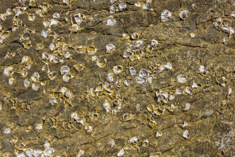 Gray Yellow Surface of a Stone Rock with Deep Relief, Cracks and White ...