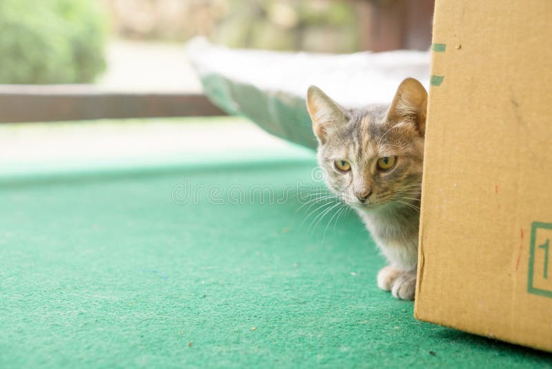 Gray Young Cat Hiding Behind Paper Box Stock Photo - Image of hiding ...