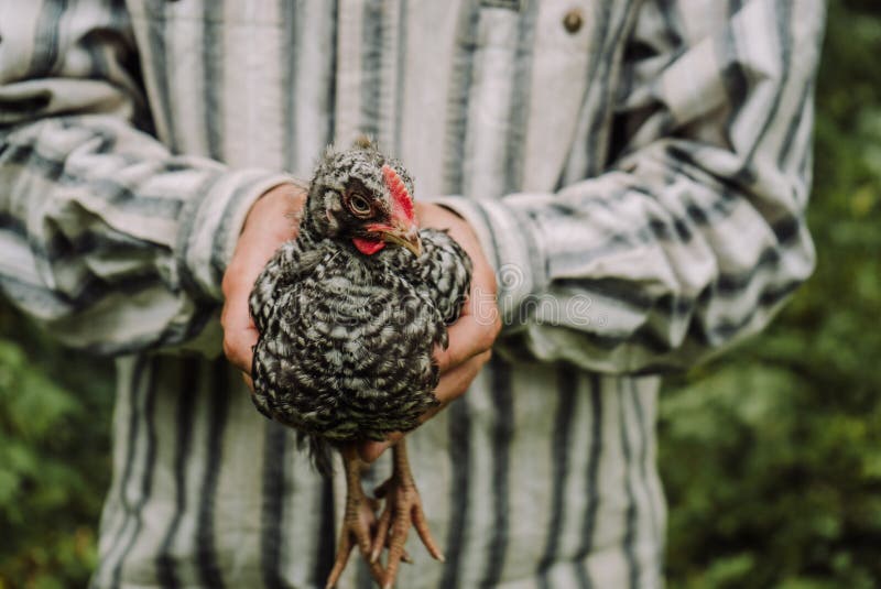 Gray Young Chicken in the Hands of a Farmer 1 Stock Image - Image of ...
