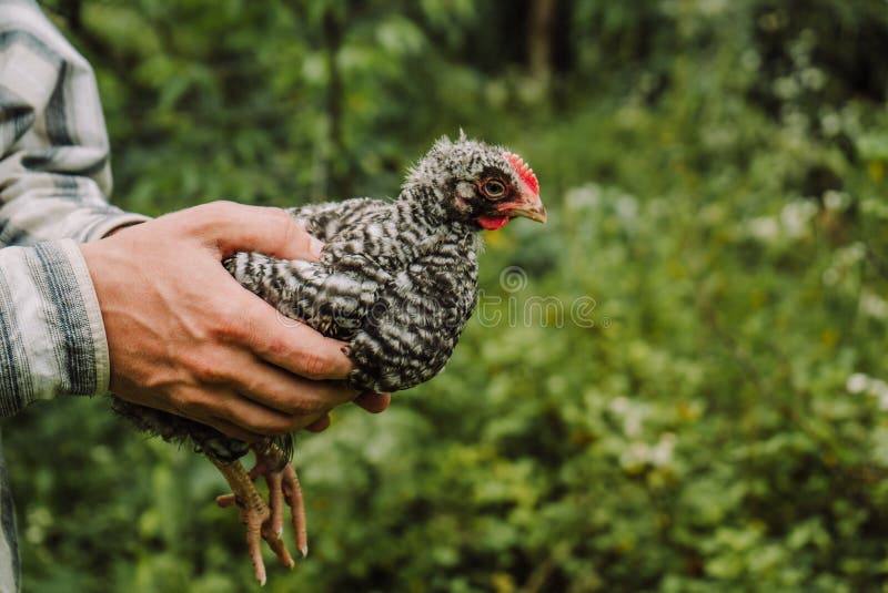 Gray Young Chicken in the Hands of a Farmer 2 Stock Image - Image of ...