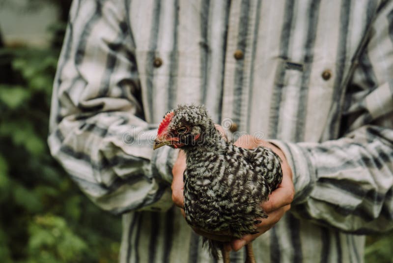 Gray Young Chicken in the Hands of a Farmer Stock Photo - Image of hand ...