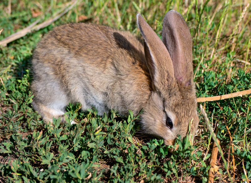 Rabbit on grass stock image. Image of animal, amiable - 97875277