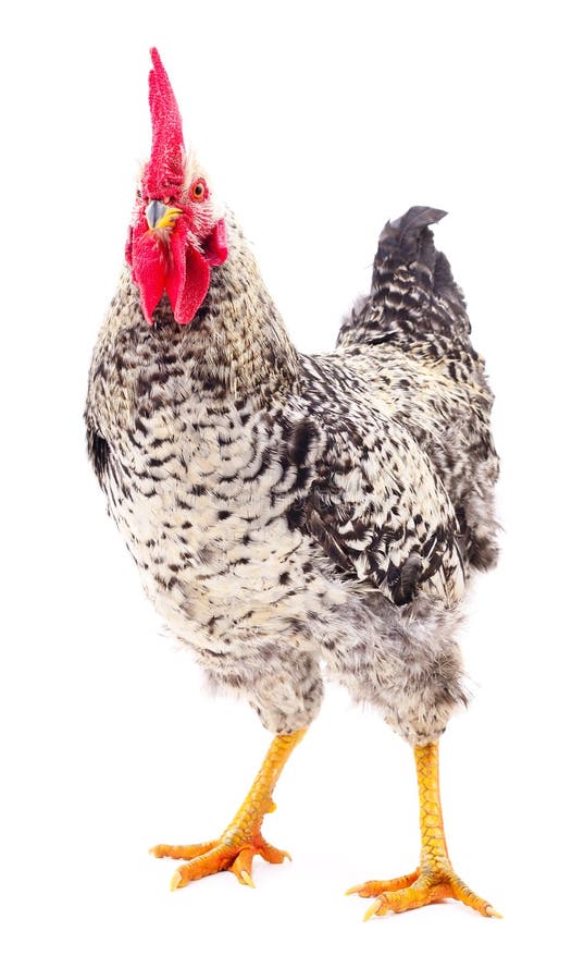 Gray Rooster Stock Photos - Download 1,034 Royalty Free Photos