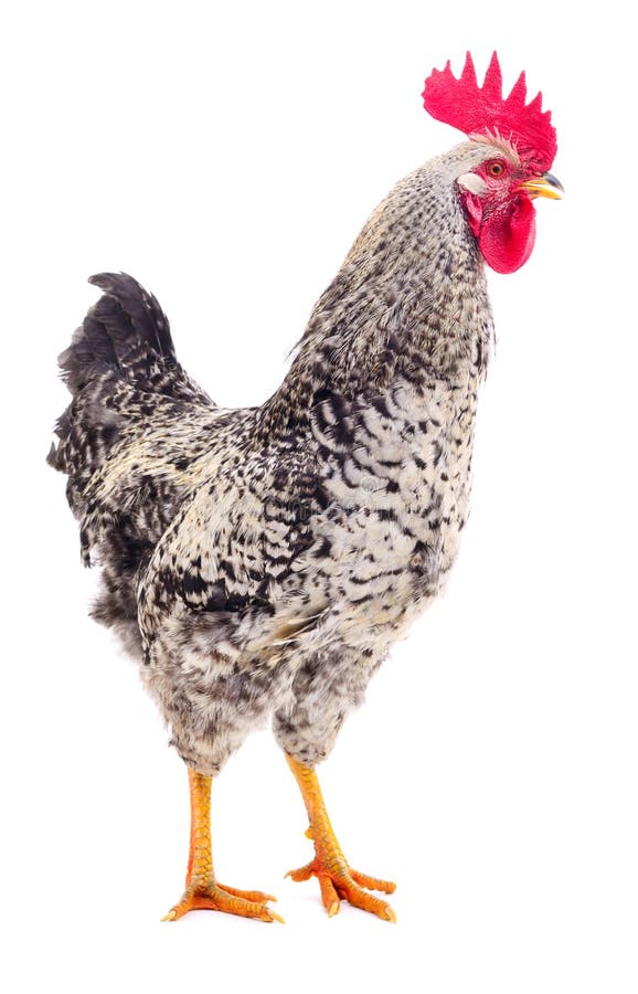 Gray Rooster Stock Photos - Download 1,034 Royalty Free Photos