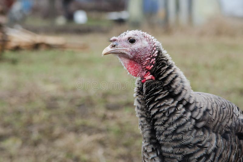 Gray Young Turkey in a Spring Bird Farmyard Stock Photo - Image of ...