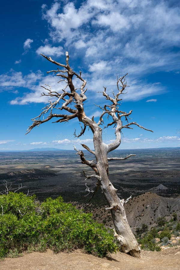 Grayed Tree Stands on the Edge of a Cliff in Mesa Verde Stock Image ...