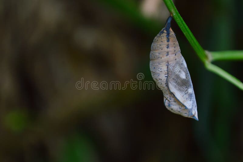 Grayish Cocoon Stock Photos - Free & Royalty-Free Stock Photos from ...
