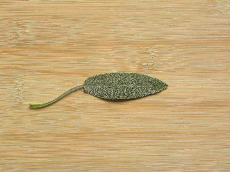 Golden sage leaf stock photo. Image of branch, macro - 174693240