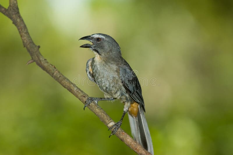 Grayish saltator stock image. Image of saltator, south - 5450437
