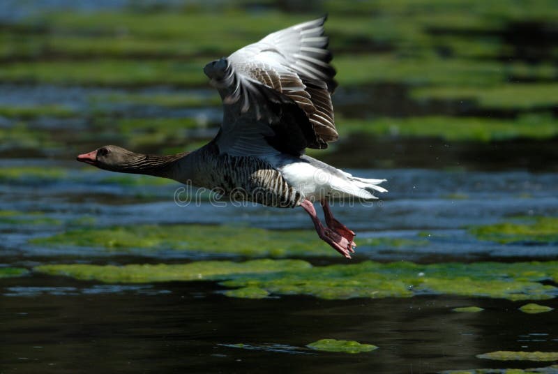 Graylag Goose stock image. Image of airborne, pond, feathers - 2269999