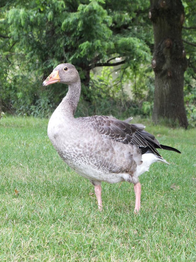 Speckled goose in water stock photo. Image of fauna, aquatic - 10382864