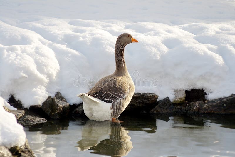 Graylag Goose from Rear View Stock Image - Image of bird, environment ...