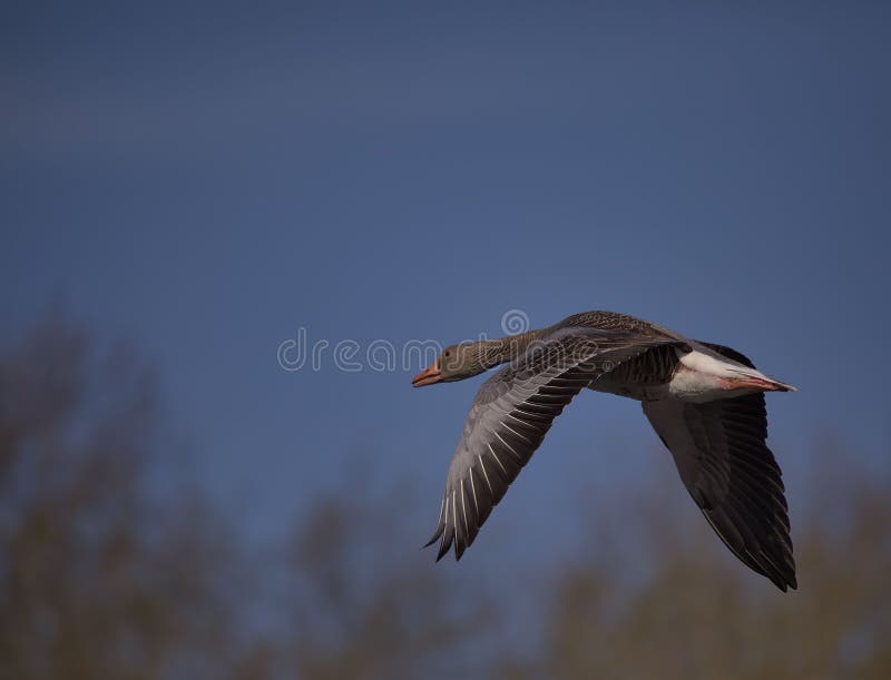 Graylag Goose Soaring in the Air Stock Image - Image of wing, outdoors ...