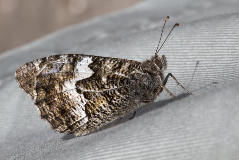 Grayling Butterfly Hipparchia Semele Stock Image - Image of orange ...