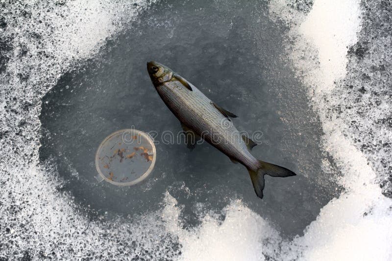 Grayling Caught on Ice Fishing with a Spinner Stock Photo - Image of ...