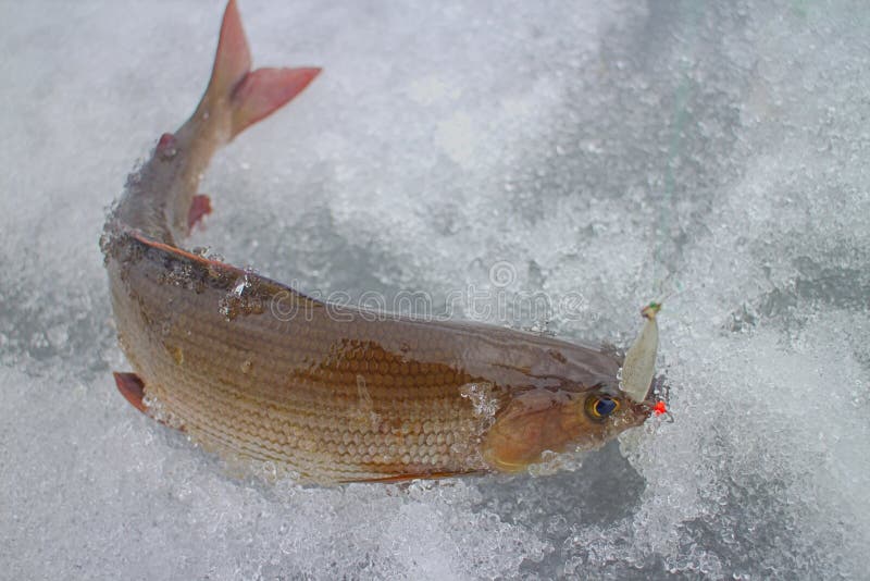 Grayling Caught on Ice Fishing with a Spinner Stock Photo - Image of ...