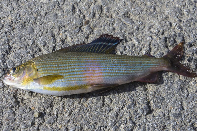 Grayling. stock image. Image of head, life, outdoors - 62618093